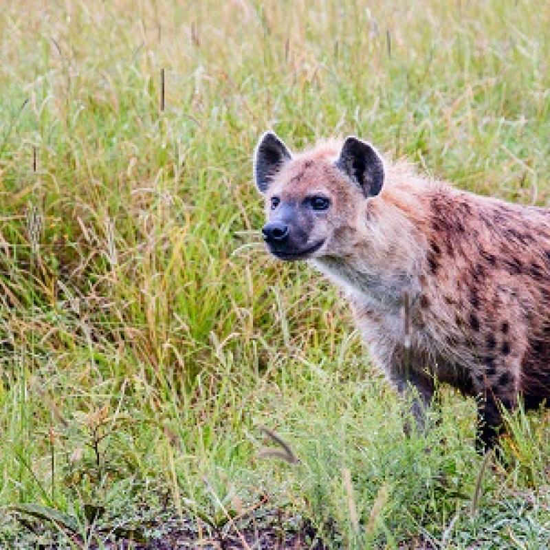 Wilkinson hyena research featured in National Geographic cover story ...