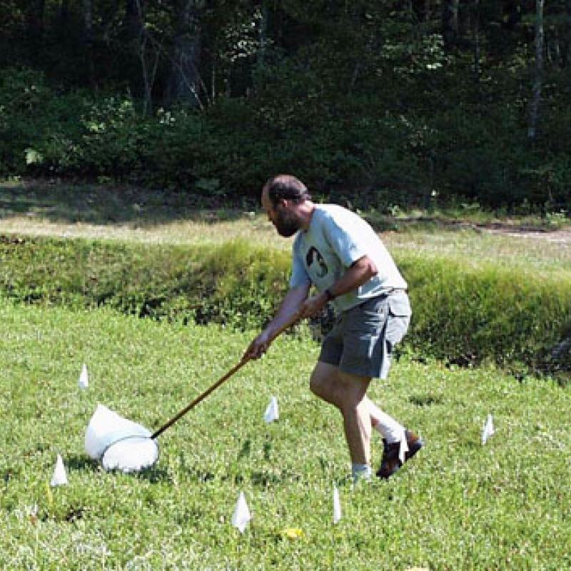 Weber and team decipher chemical signals of stink bugs | Robert ...
