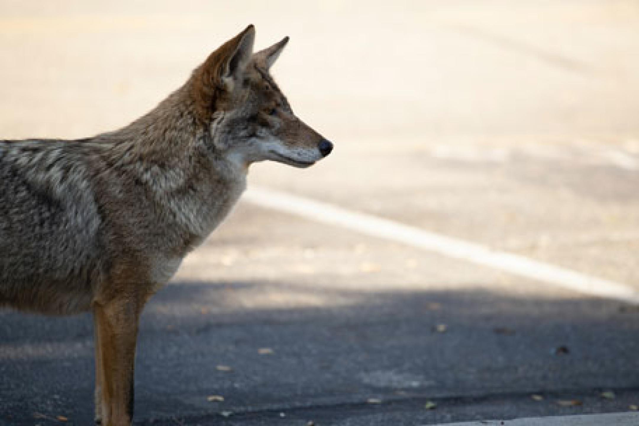 Podcast: Coyotes with Dr. Robert Long | Robert & Patricia Switzer ...