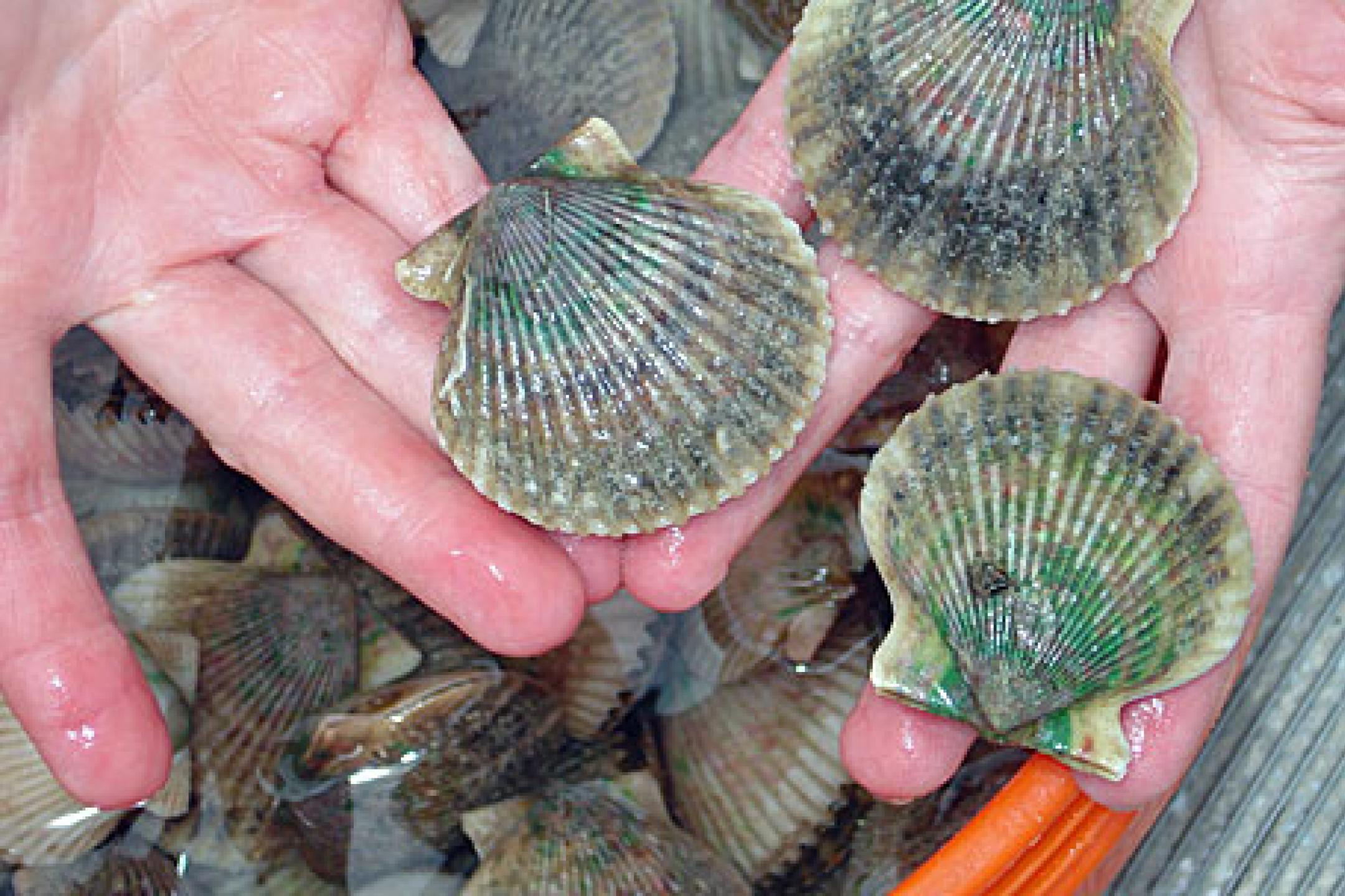 Grant takes Cleaver to Ireland for conference on scallops | Robert & Patricia Switzer Foundation