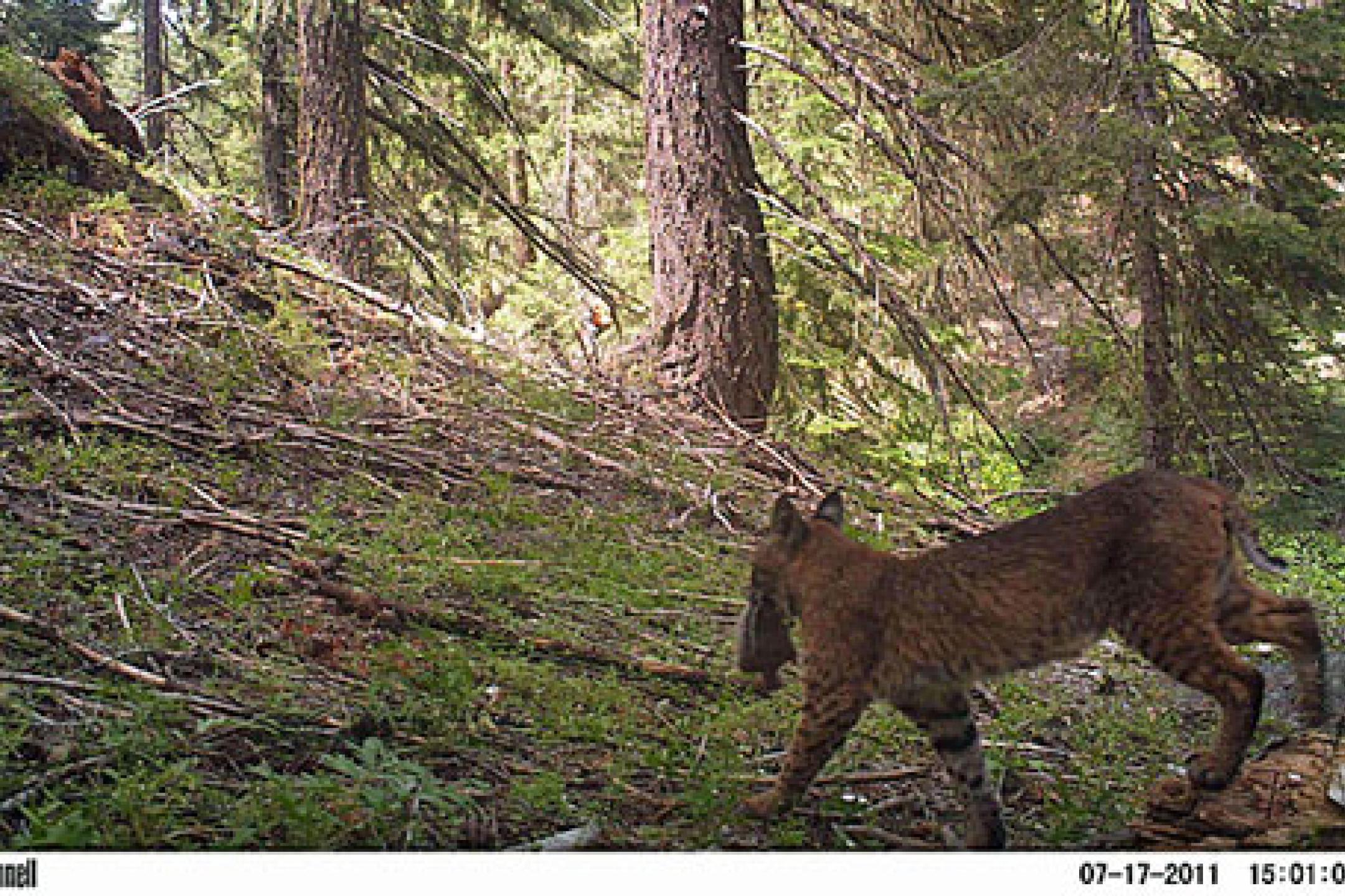 Tavis Forrester's game camera captures bobcat photos | Robert ...