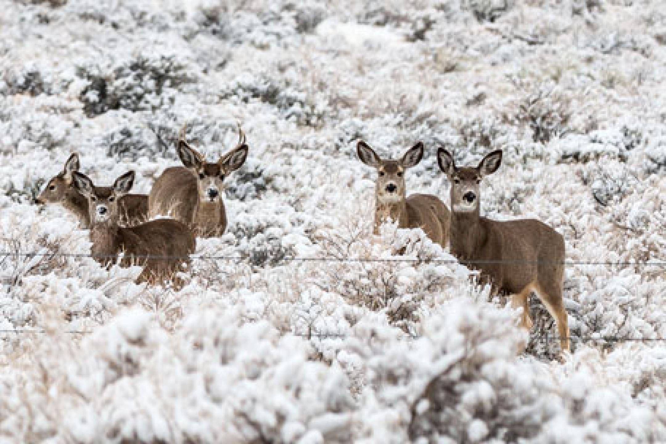 Don’t hike so close to me: How the presence of humans can disturb ...